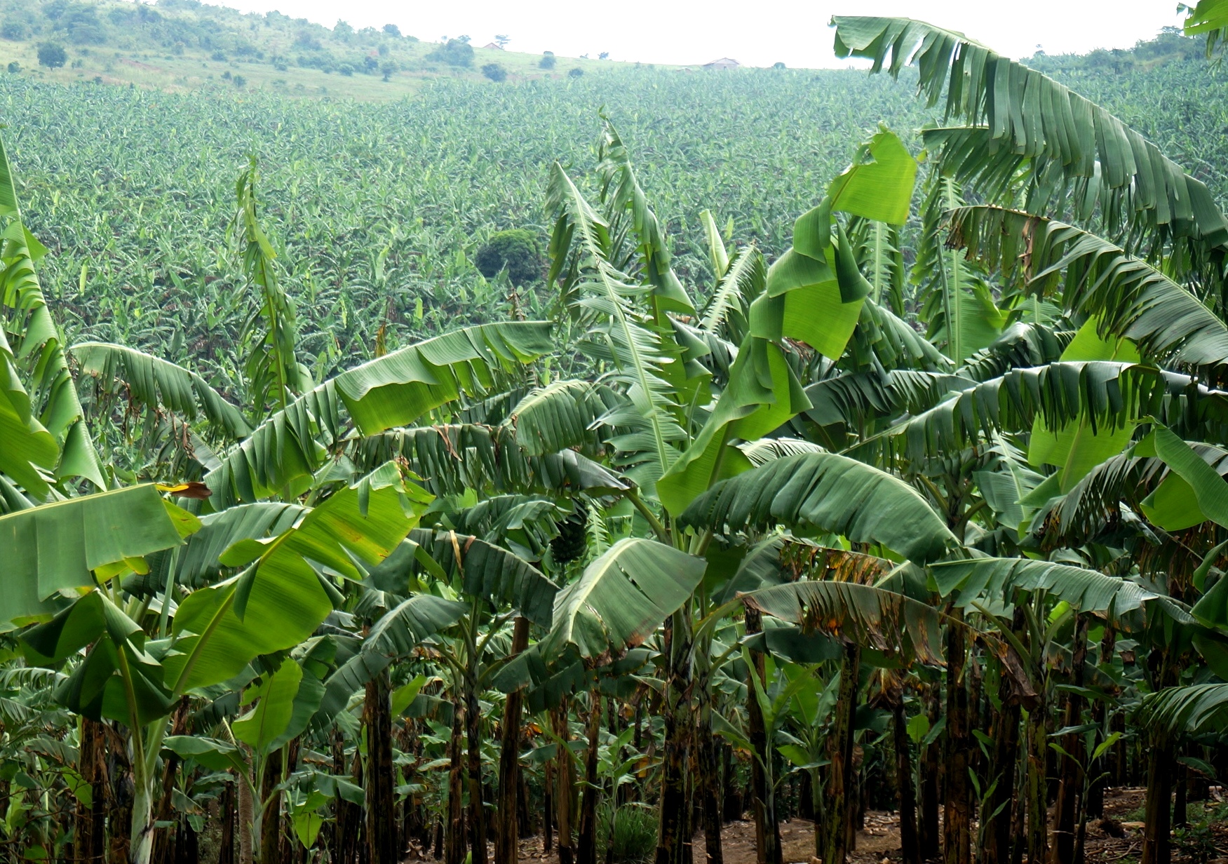 SALINE AGRICULTURE: How Uganda’s Water-Stressed Communities Utilize ...
